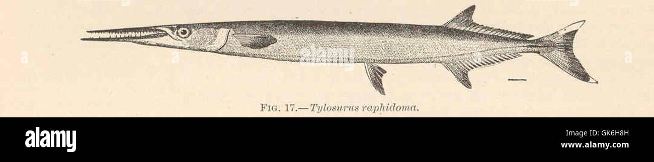 Tylosurus raphidoma, commonly known as the hound-fish, is shown in its ...