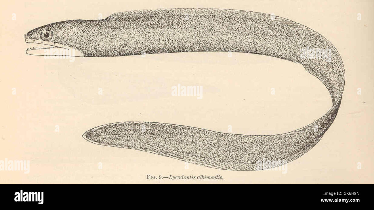 Lycodontis albimentis is a species of freshwater fish, identified by ...