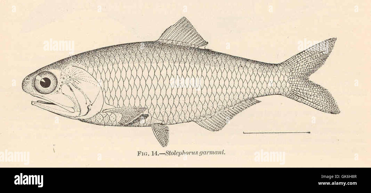 Stolephorus hi-res stock photography and images - Alamy