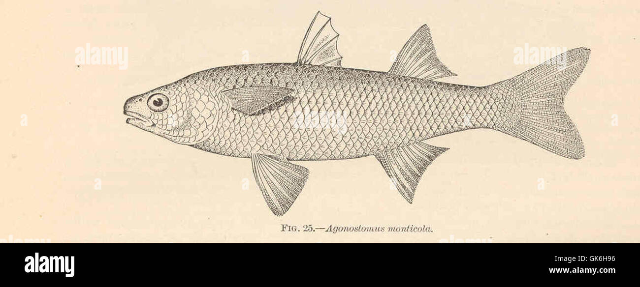 38064 Agonostomus monticola (Bancroft) 'Dajao' Stock Photo - Alamy