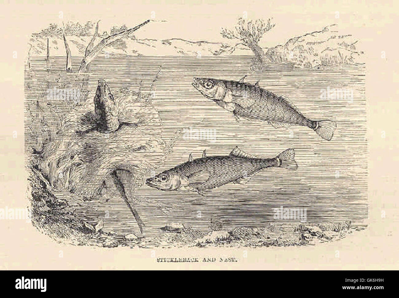 A stickleback fish and its nest, showcasing the reproductive behavior ...