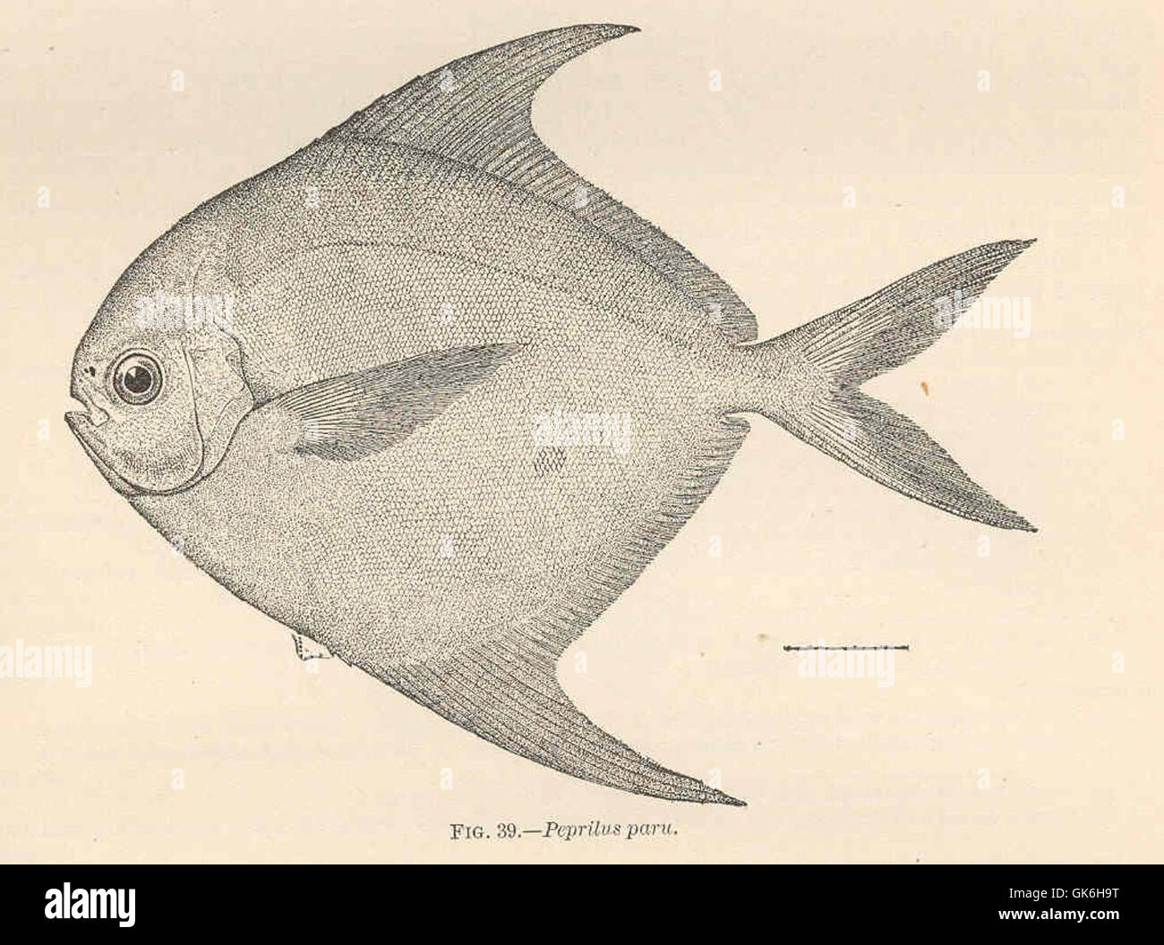 38078 Peprilus paru (Linnaeus) 'Palometa'; Harvest-fish; Puppy-fish ...
