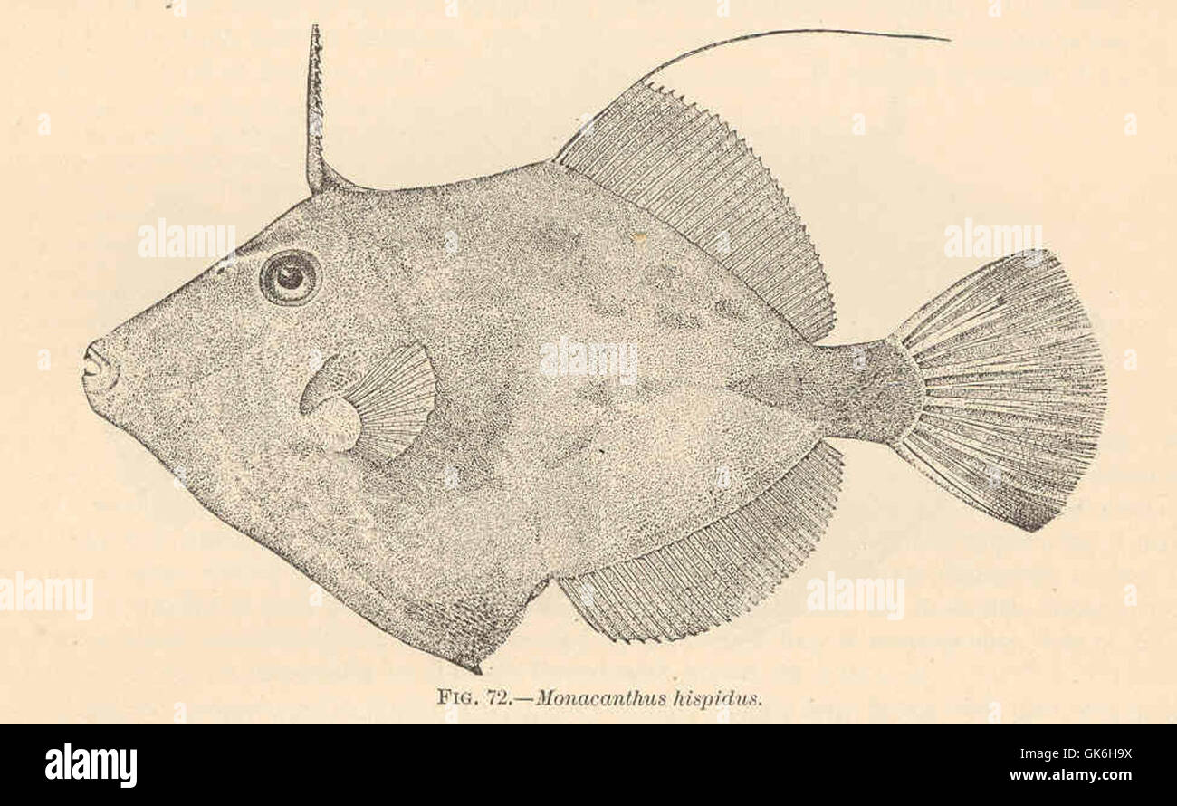 38080 Monacanthus hispidus (Linnaeus) Fool-fish; File-fish; Leather ...