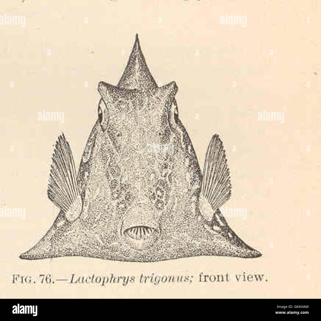 Trigonus hi-res stock photography and images - Alamy
