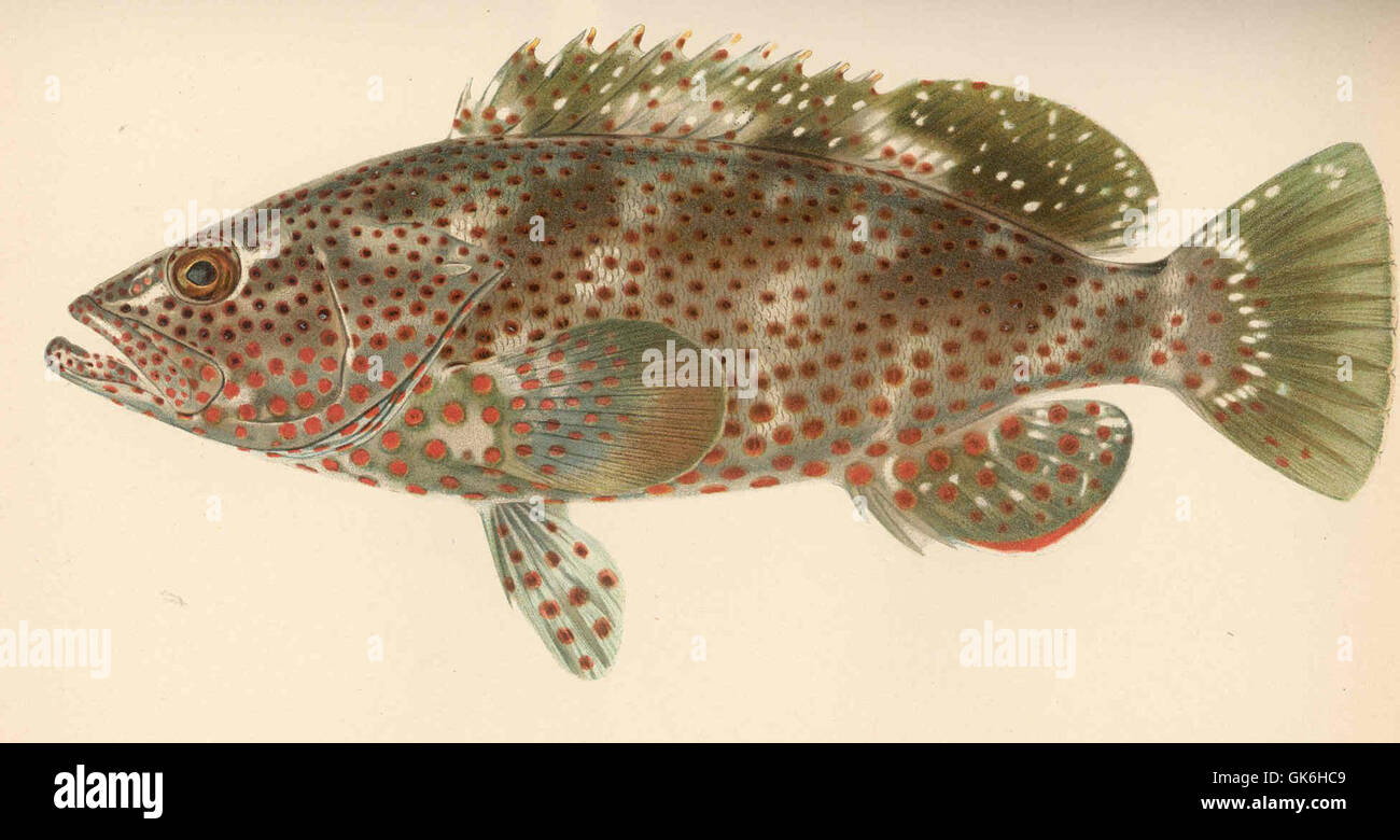 Rock Hind Grouper