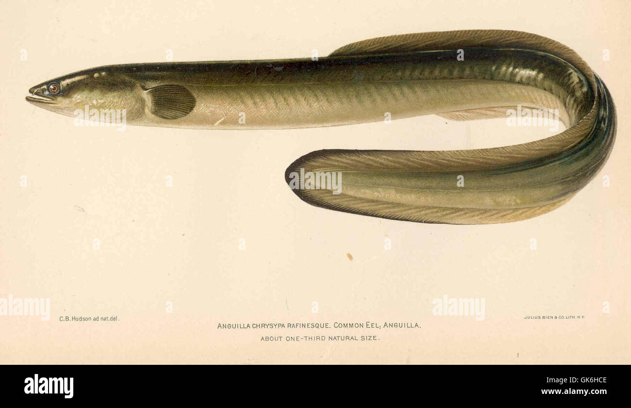 Common snake eel hi-res stock photography and images - Alamy
