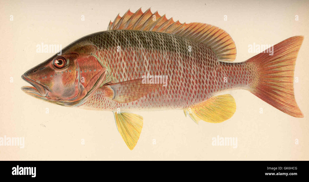 Dog snapper fish hi-res stock photography and images - Alamy