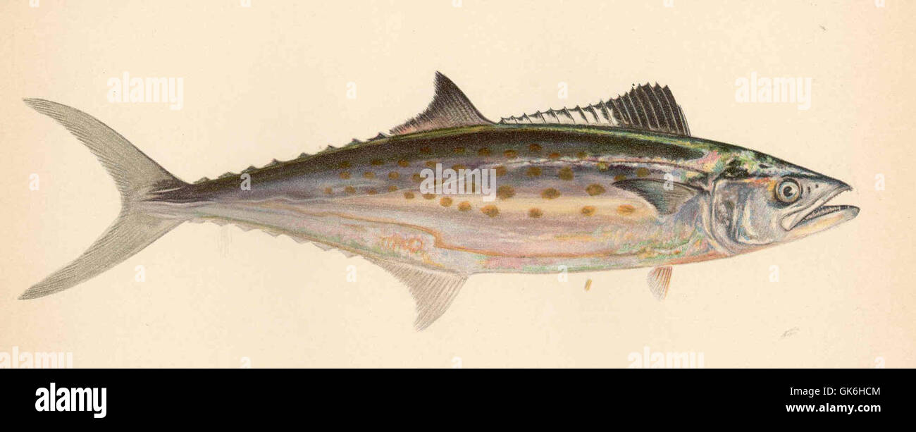 Scomberomorus maculatus hi-res stock photography and images - Alamy