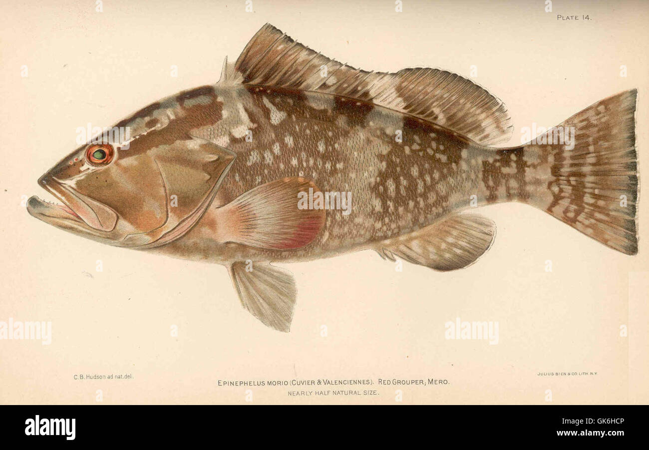 Red grouper epinephelus morio hi-res stock photography and images - Alamy