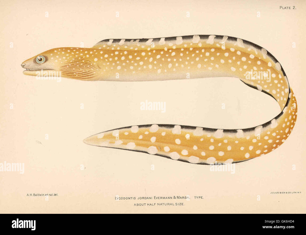 Lycodontis Stock Photos & Lycodontis Stock Images - Alamy