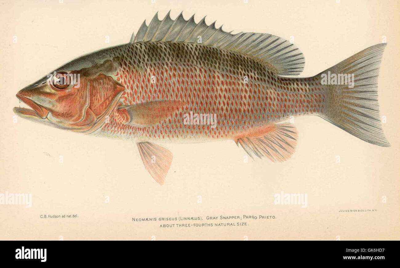 Pargo fish mexico hi-res stock photography and images - Alamy