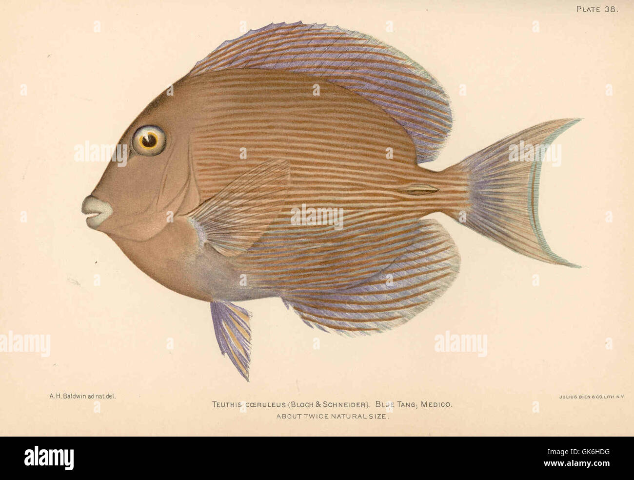 Medico scan hi-res stock photography and images - Alamy