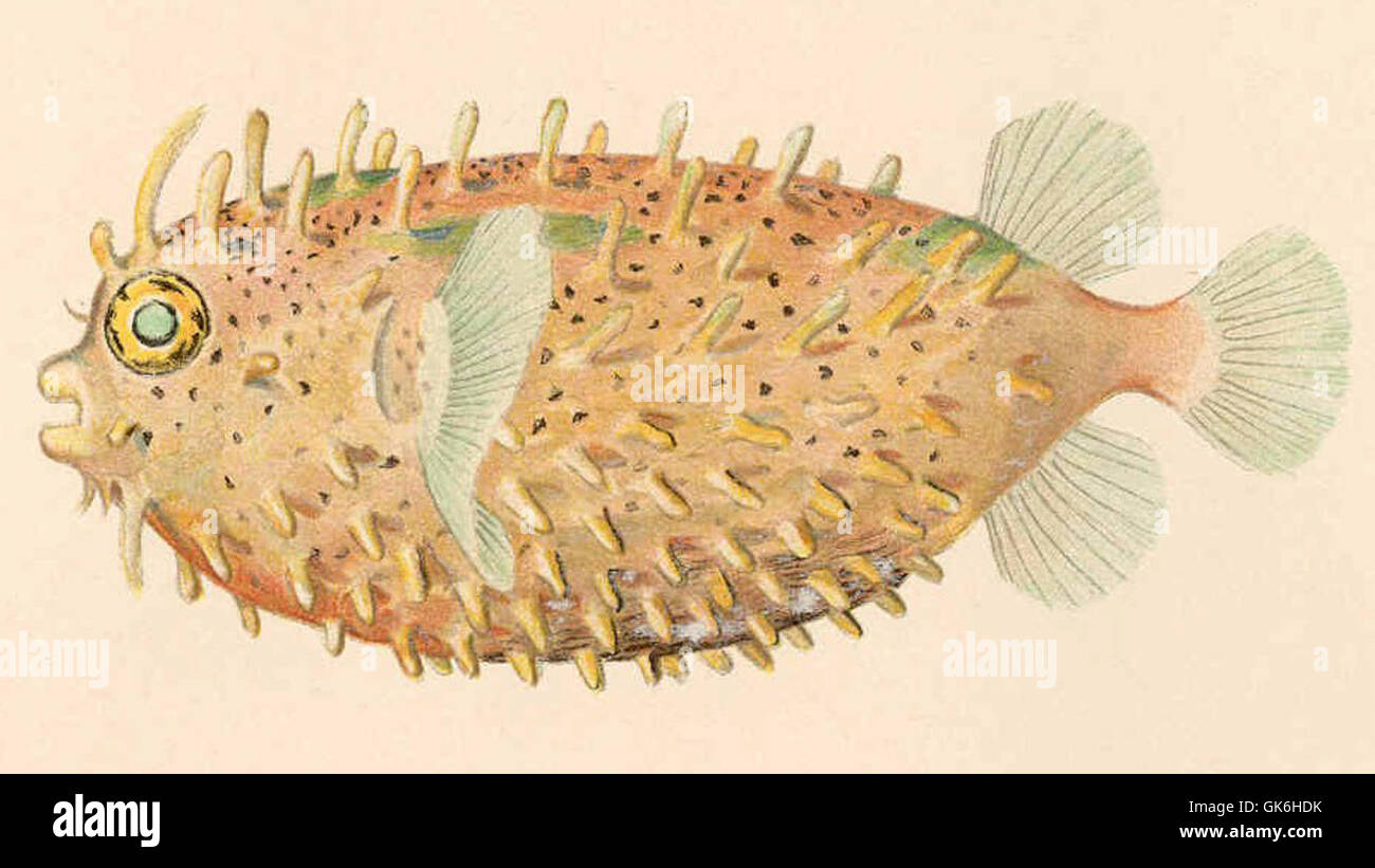 Chilomycterus antennatus hi-res stock photography and images - Alamy