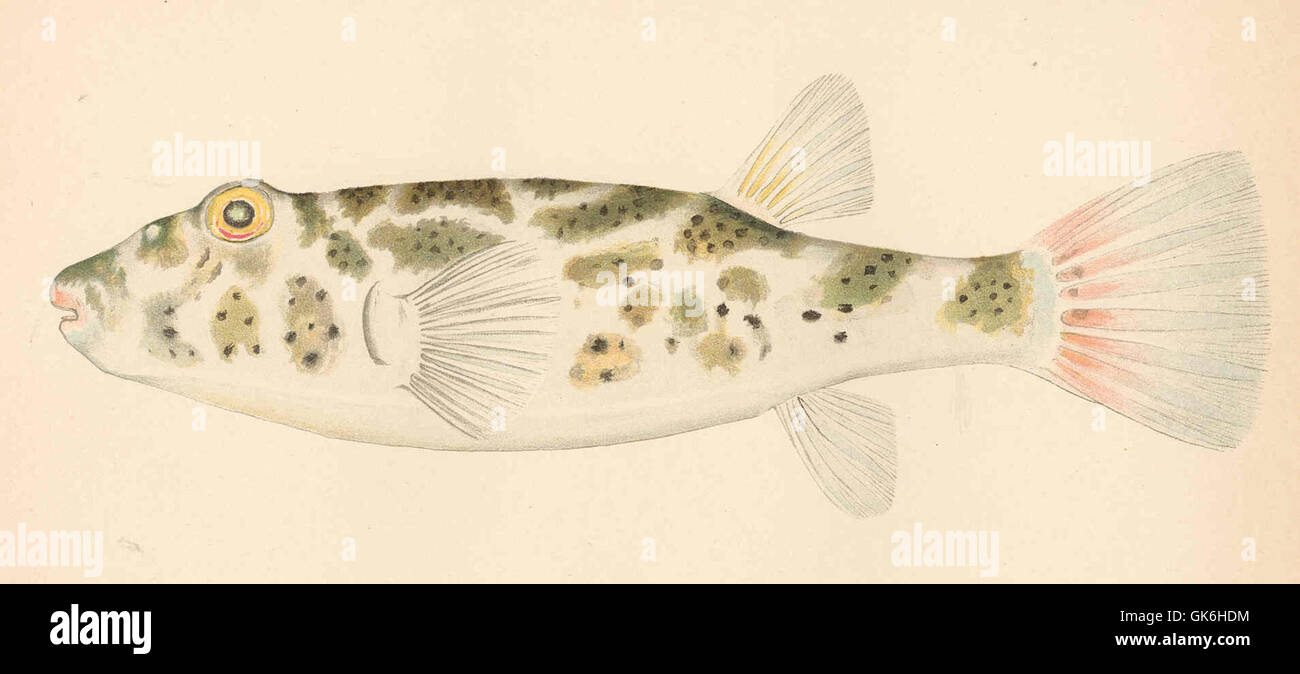 An image of the Spheroides testudineus, commonly known as the ...