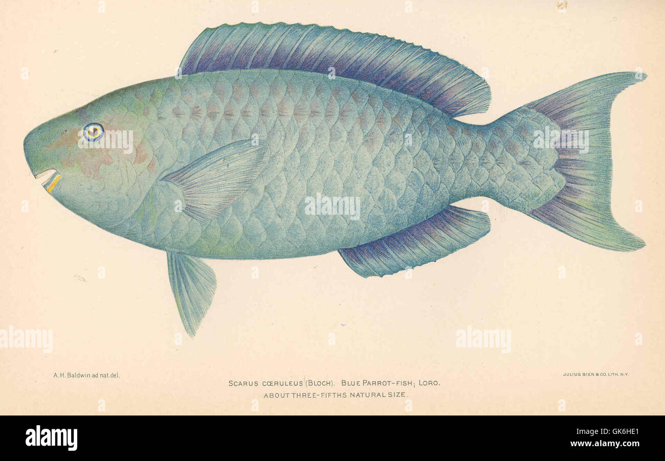 Parrotfish feeding on algae hi-res stock photography and images - Alamy