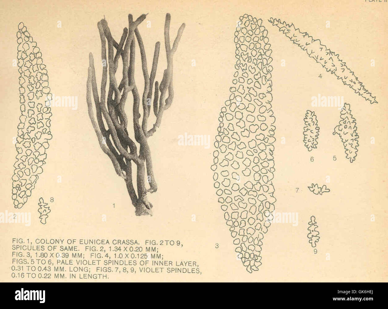 Eunicea crassa, a colonial marine organism, is described with its ...
