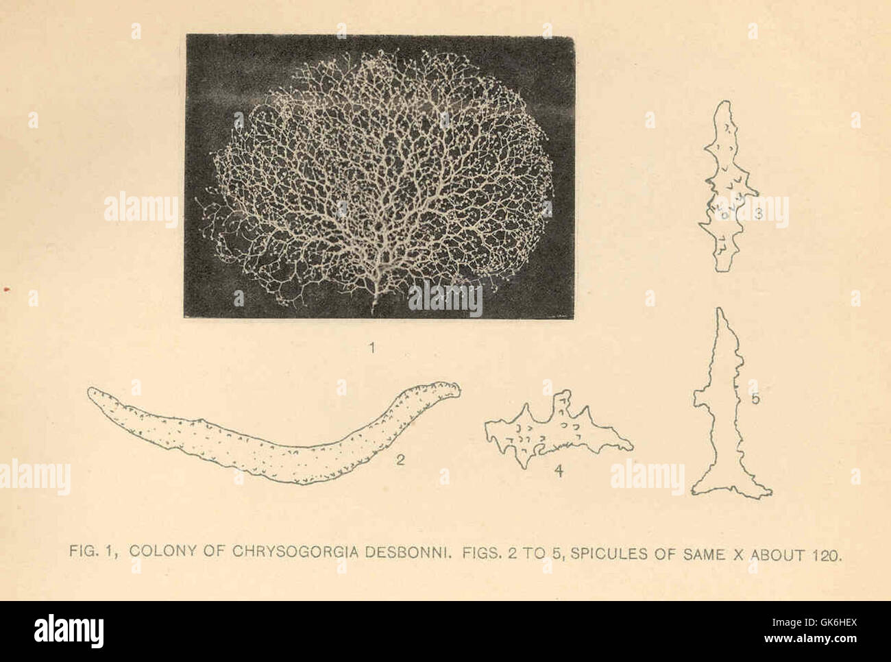 This image shows a colony of *Chrysogorgia desbonni*, a deep-sea ...