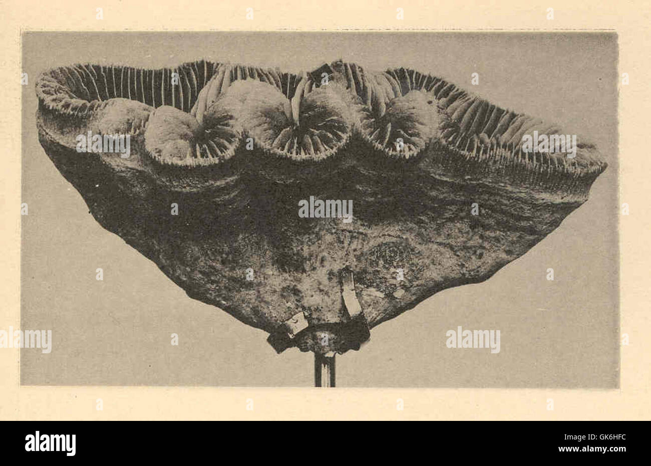 Danae Illustration High Resolution Stock Photography and Images - Alamy