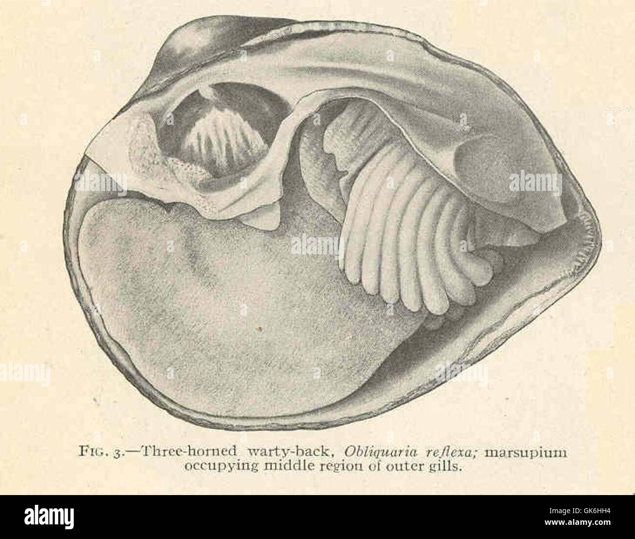 The three-horned warty-back, Obliguaria reflexa, is a freshwater mussel ...