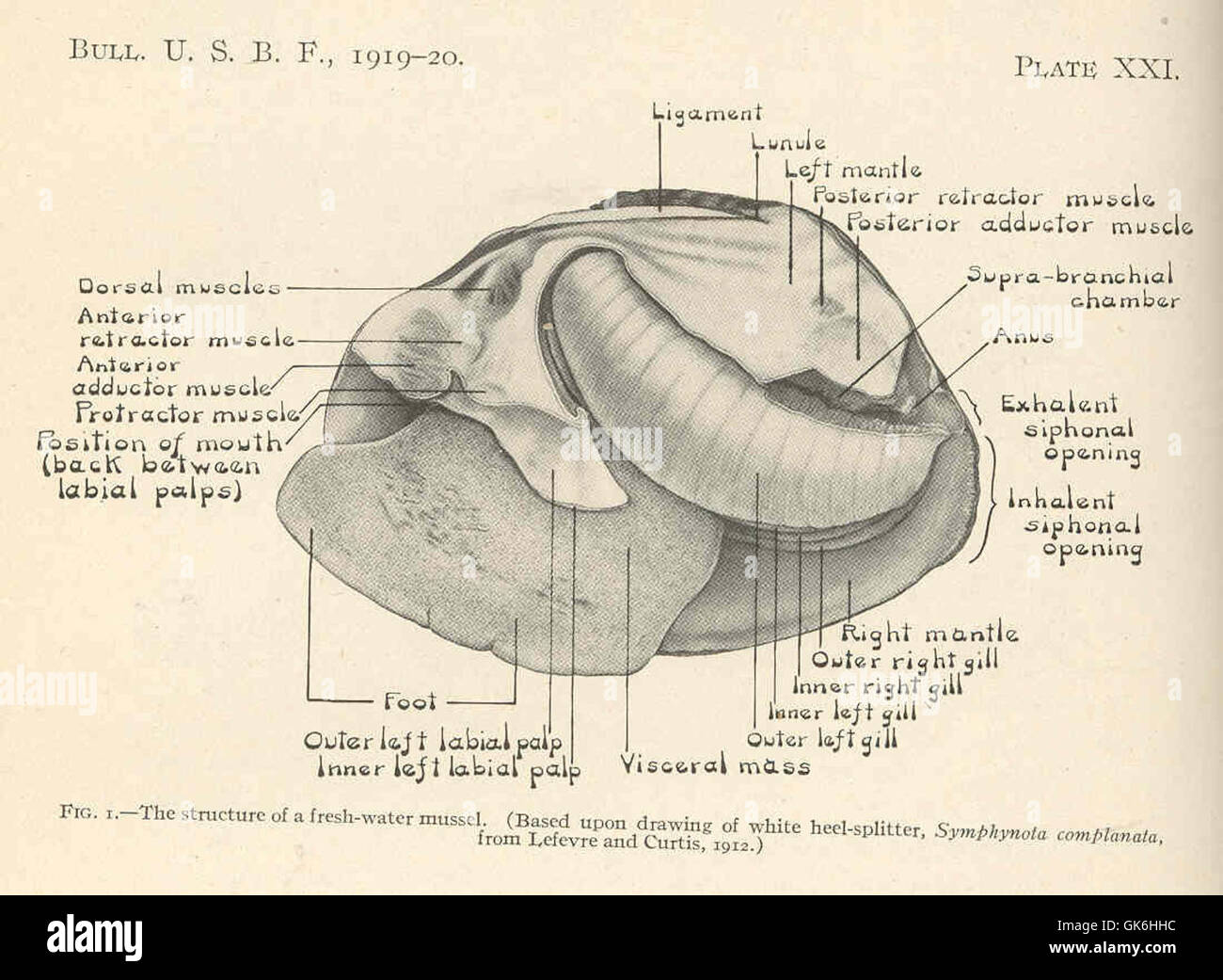 This image illustrates the anatomy of a freshwater mussel, showing key ...