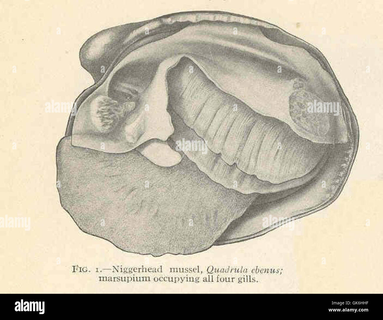 Marsupium hi-res stock photography and images - Alamy