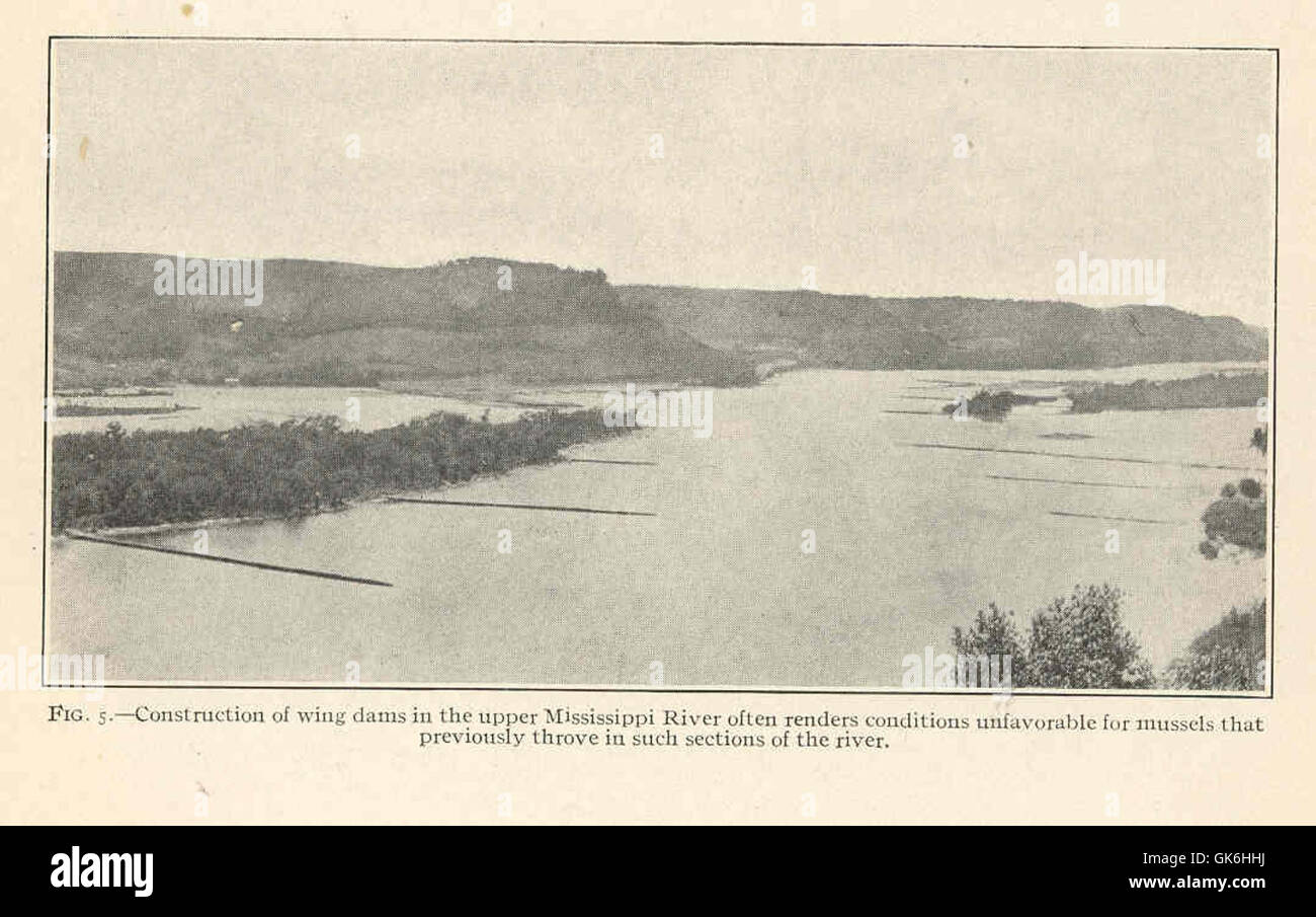 The construction of wing dams in the upper Mississippi River disrupts ...