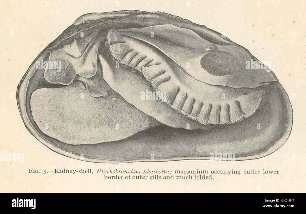 This image depicts the freshwater mussel species Ptychobranchus ...