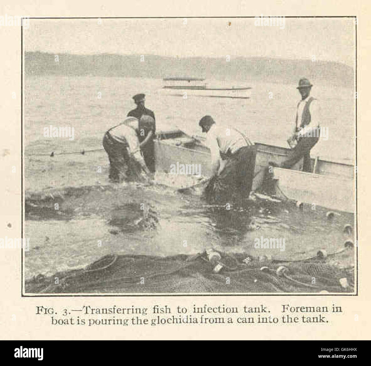A foreman aboard a boat is transferring glochidia, the larvae of ...