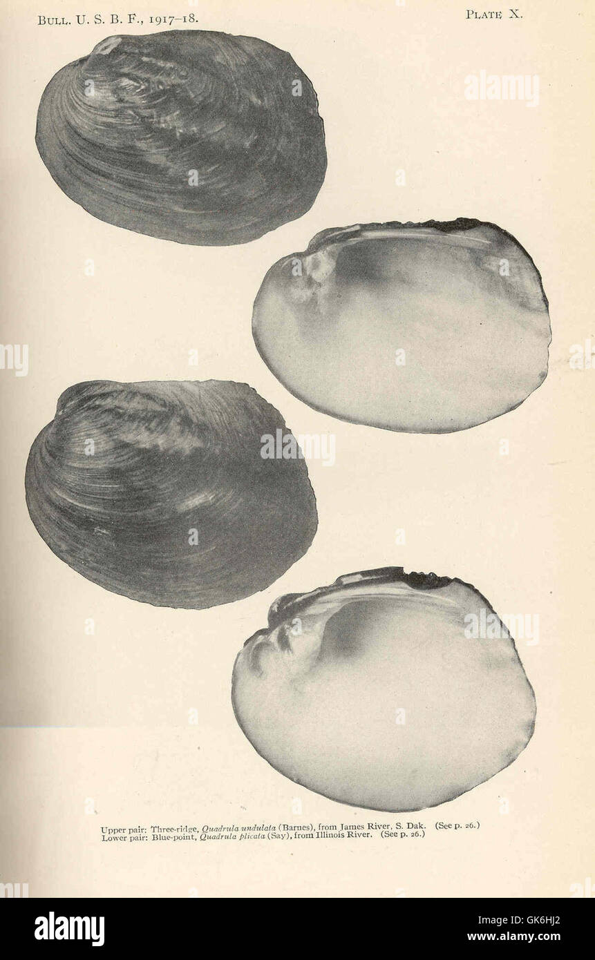 This image compares two species of freshwater mussels, Quadrula ...