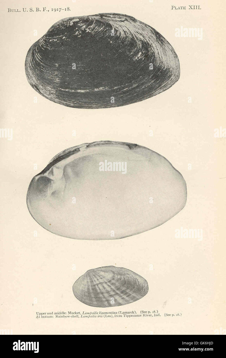 This image depicts the mucket (Lampsilis ligamentina) and the rainbow ...