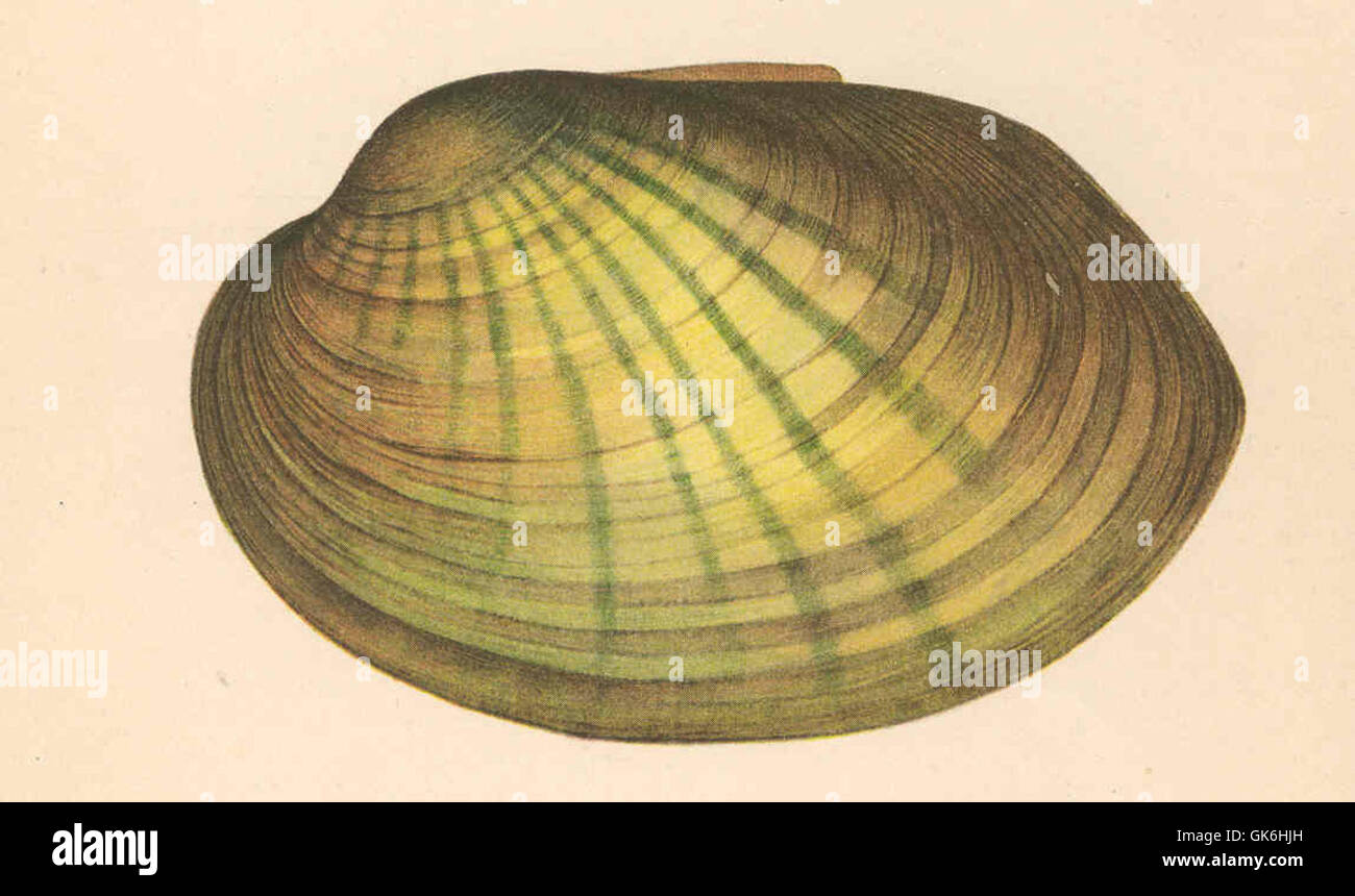 The common river mucket (Lampsilis ligamentina) is a species of ...