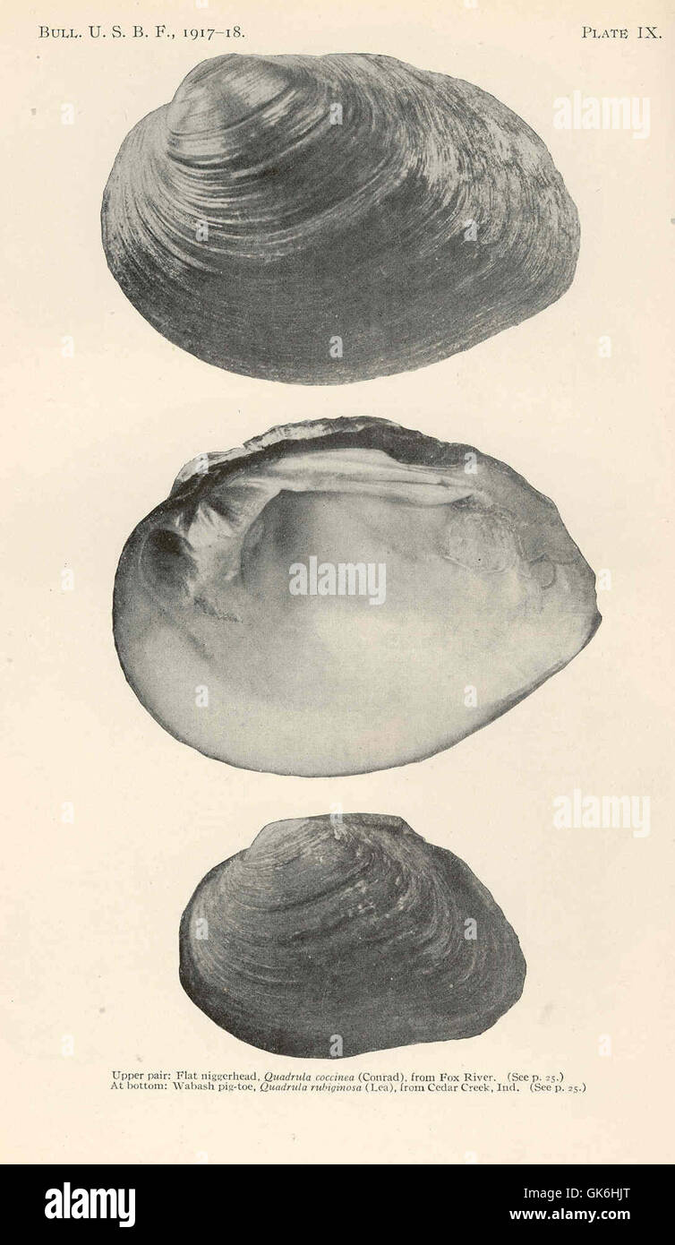 Freshwater mussel illustration hi-res stock photography and images - Alamy