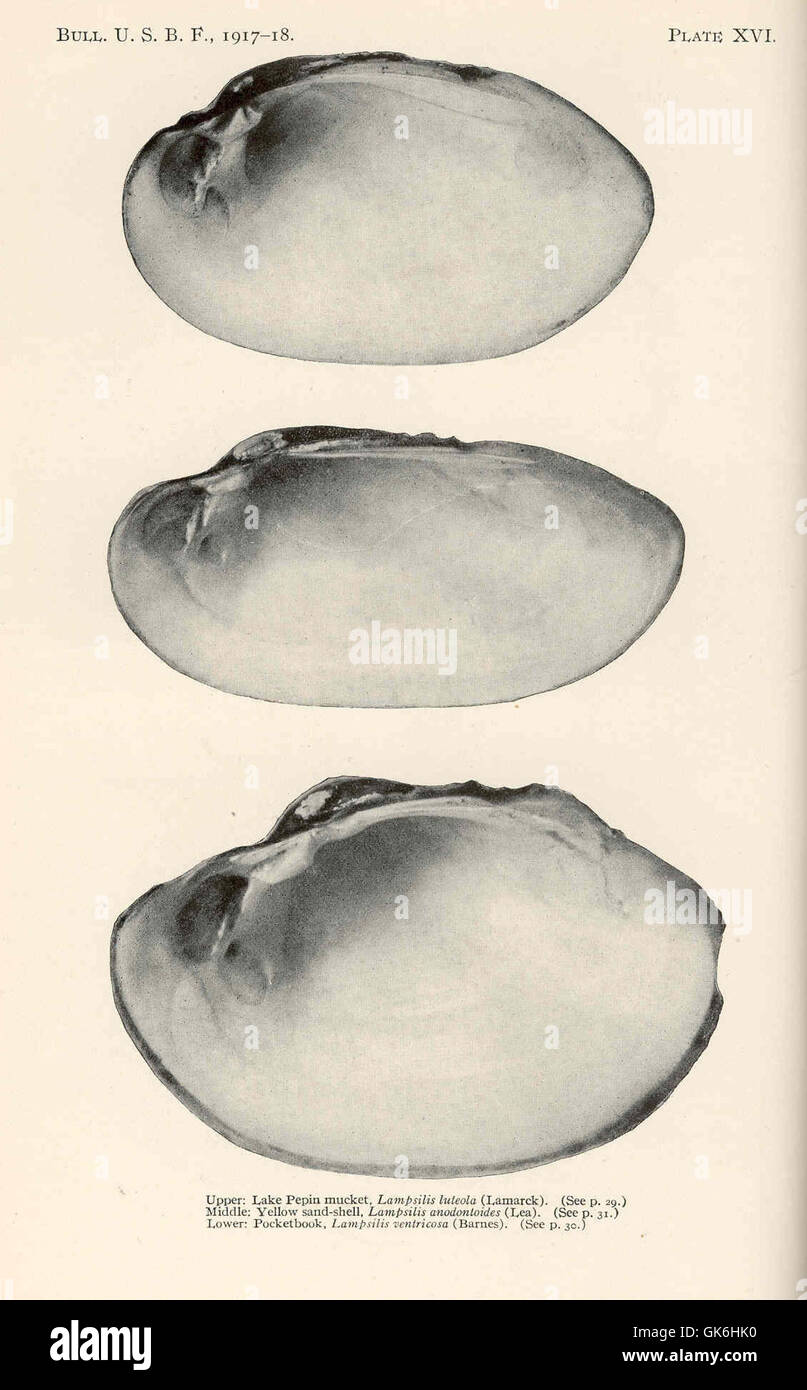 Various species of mussels hi-res stock photography and images - Alamy