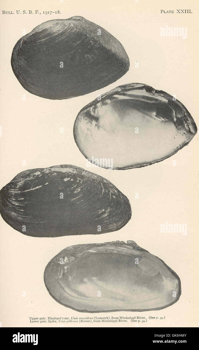 This image depicts two species of freshwater mussels from the ...