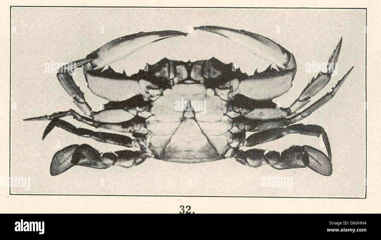 This ventral view of an immature female crab shows the triangular shape ...