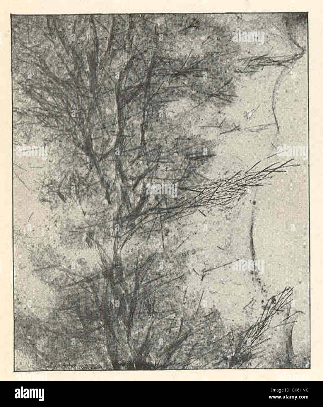 Acanthella corrugata, a species of sponge, is shown in a section cut ...