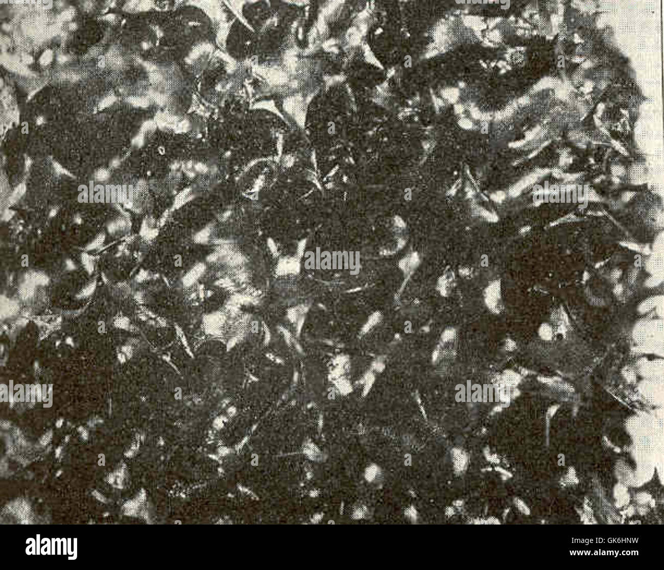 Longispina hi-res stock photography and images - Alamy