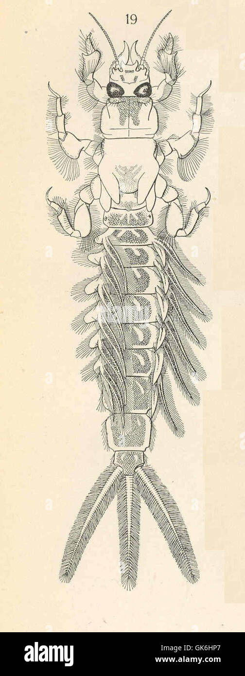 The nymph of Pentagenia vittigera, a species of mayfly, is depicted ...