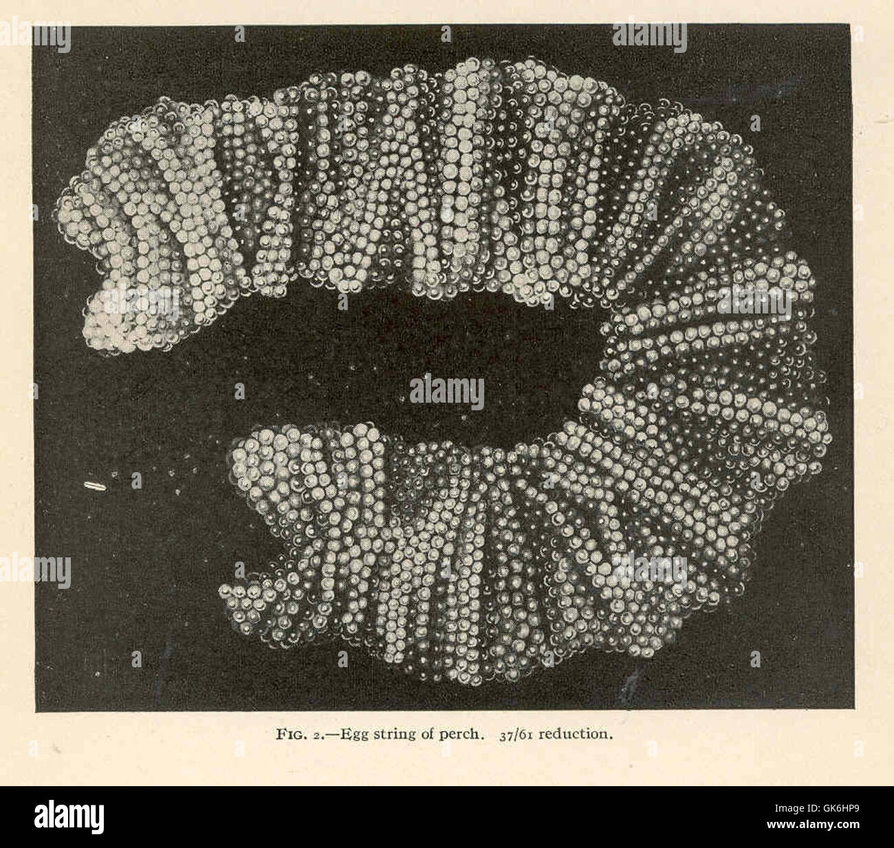 The egg string of a perch, showing the reproductive structure of this ...