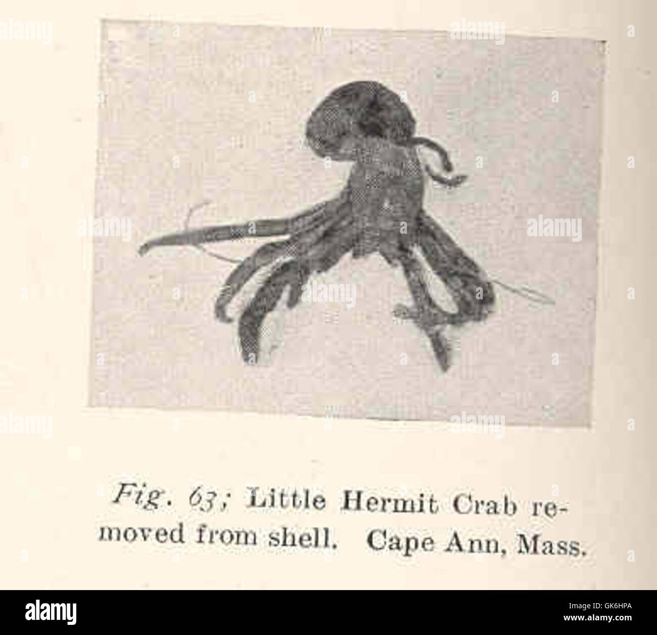 This image shows a little hermit crab being removed from its shell, a ...