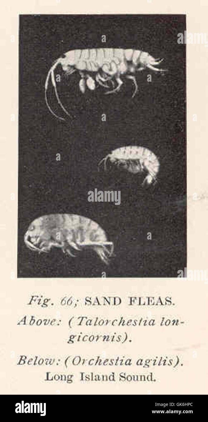 Sand fleas hi-res stock photography and images - Alamy