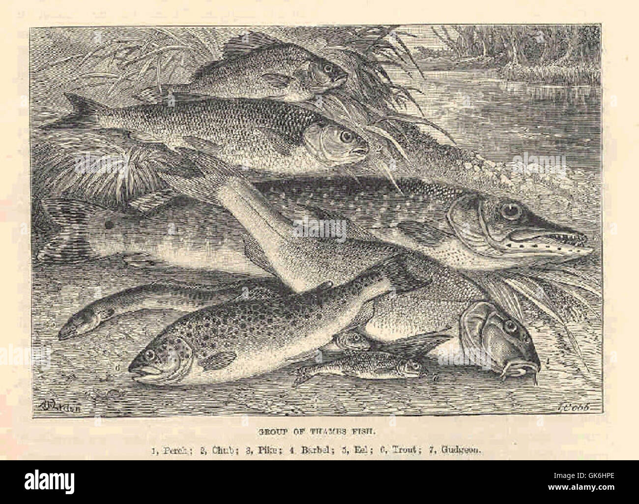 33114 Group of Thames Fish Stock Photo - Alamy