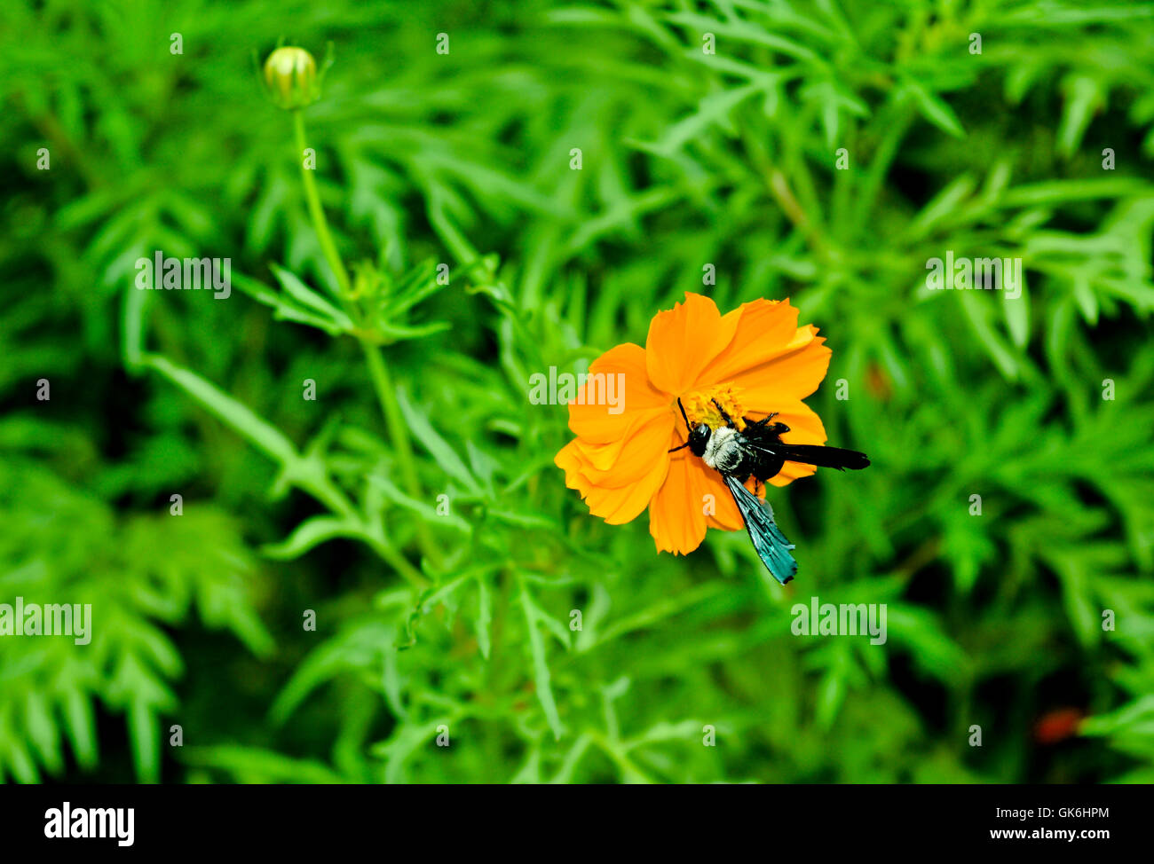 Insects at a flower Stock Photo - Alamy