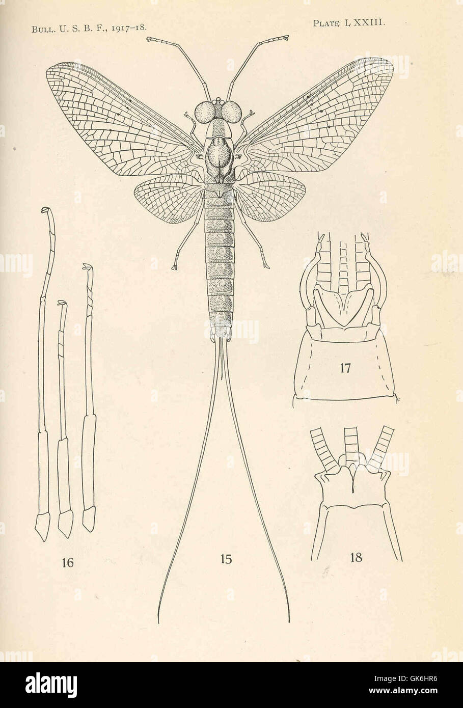 Various beetle species depicted hi-res stock photography and images - Alamy