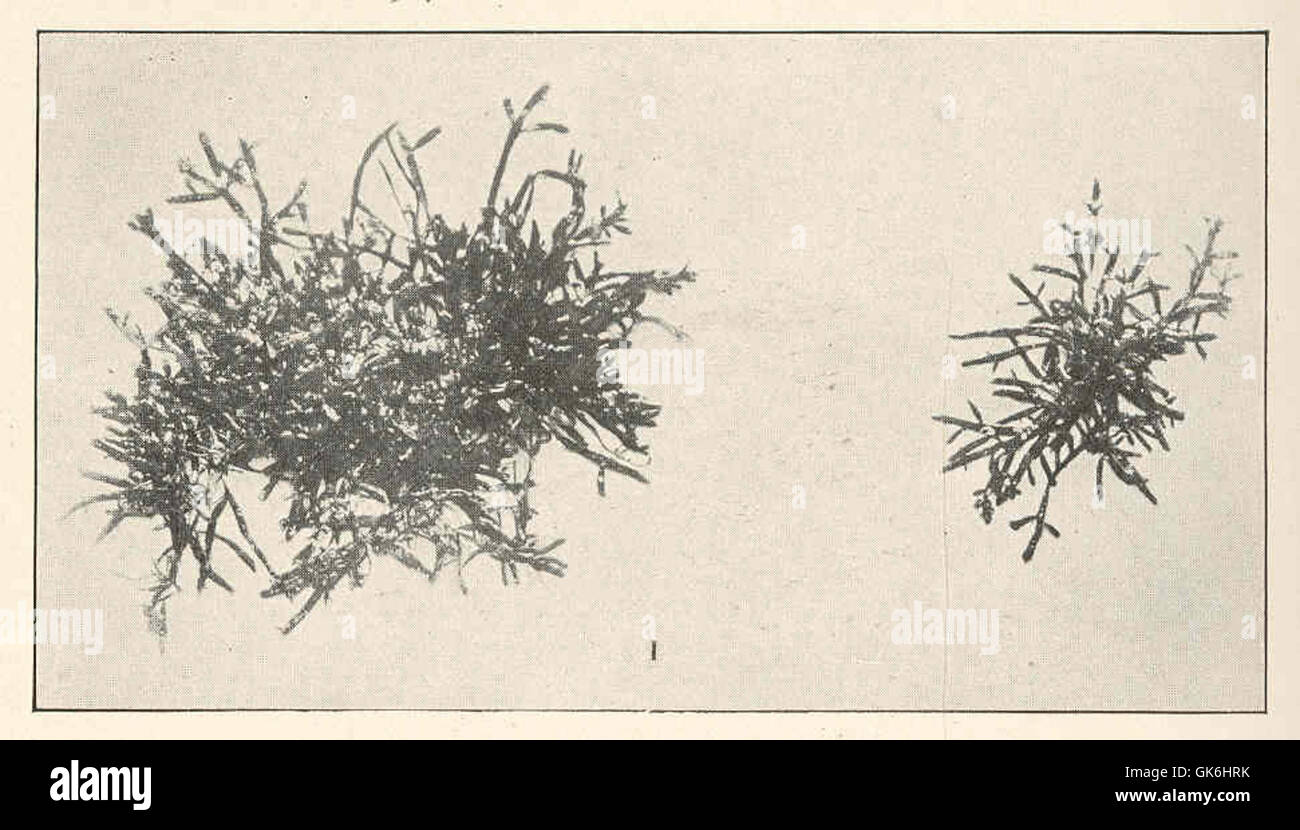 Algae gelidium hi-res stock photography and images - Alamy