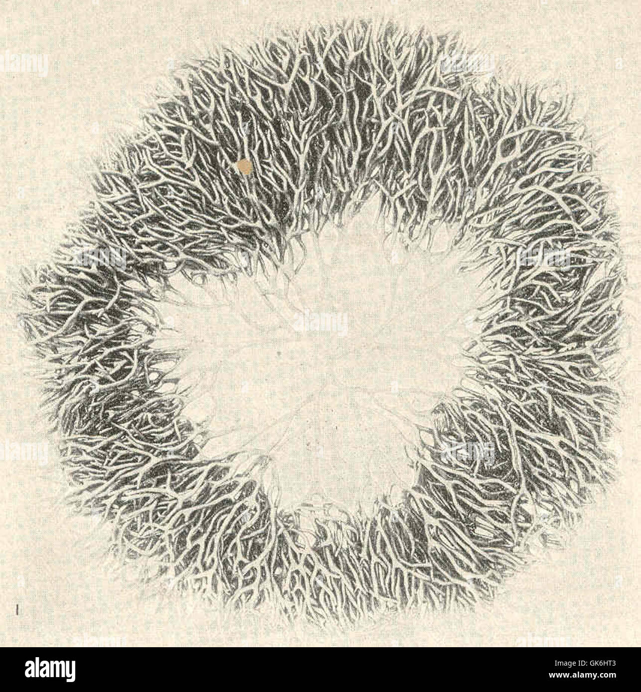 Codium tomentosum hi-res stock photography and images - Alamy