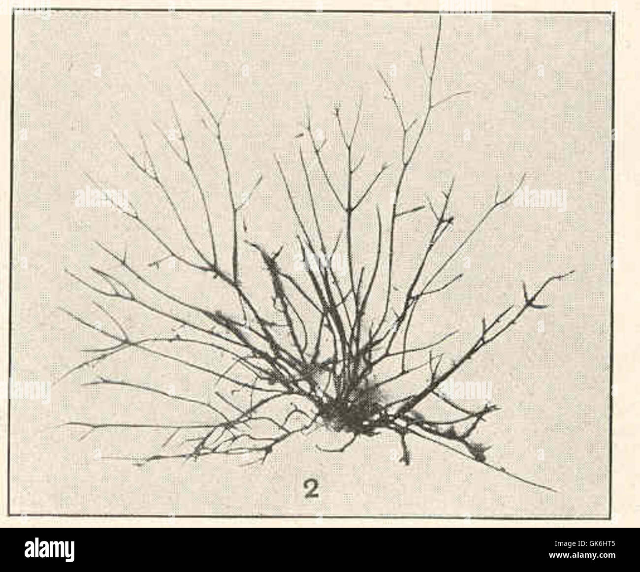 Gelidium High Resolution Stock Photography and Images - Alamy