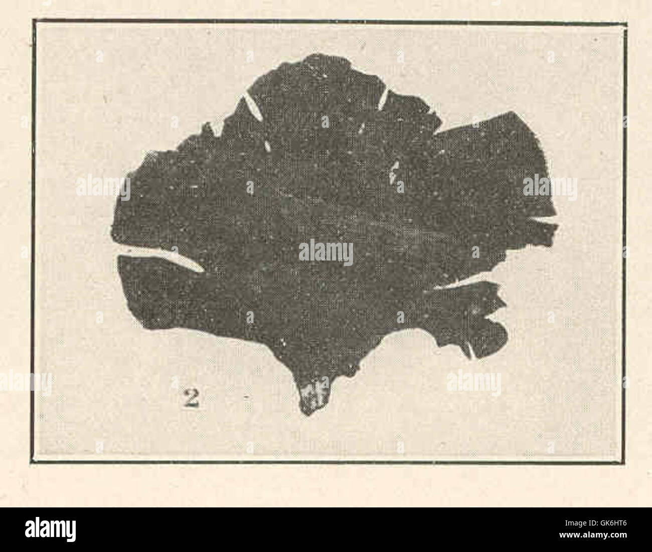 38405 Zonaria variegata Stock Photo - Alamy