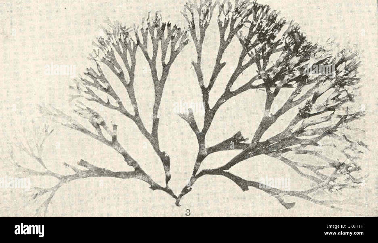 38414 Dictyota dichotoma, male, bearing proliferations from apices ...