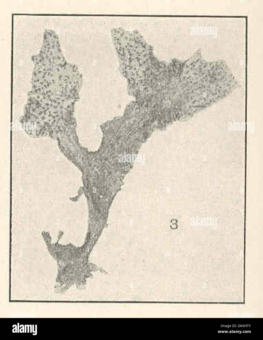 Conspicuous patterns hi-res stock photography and images - Alamy